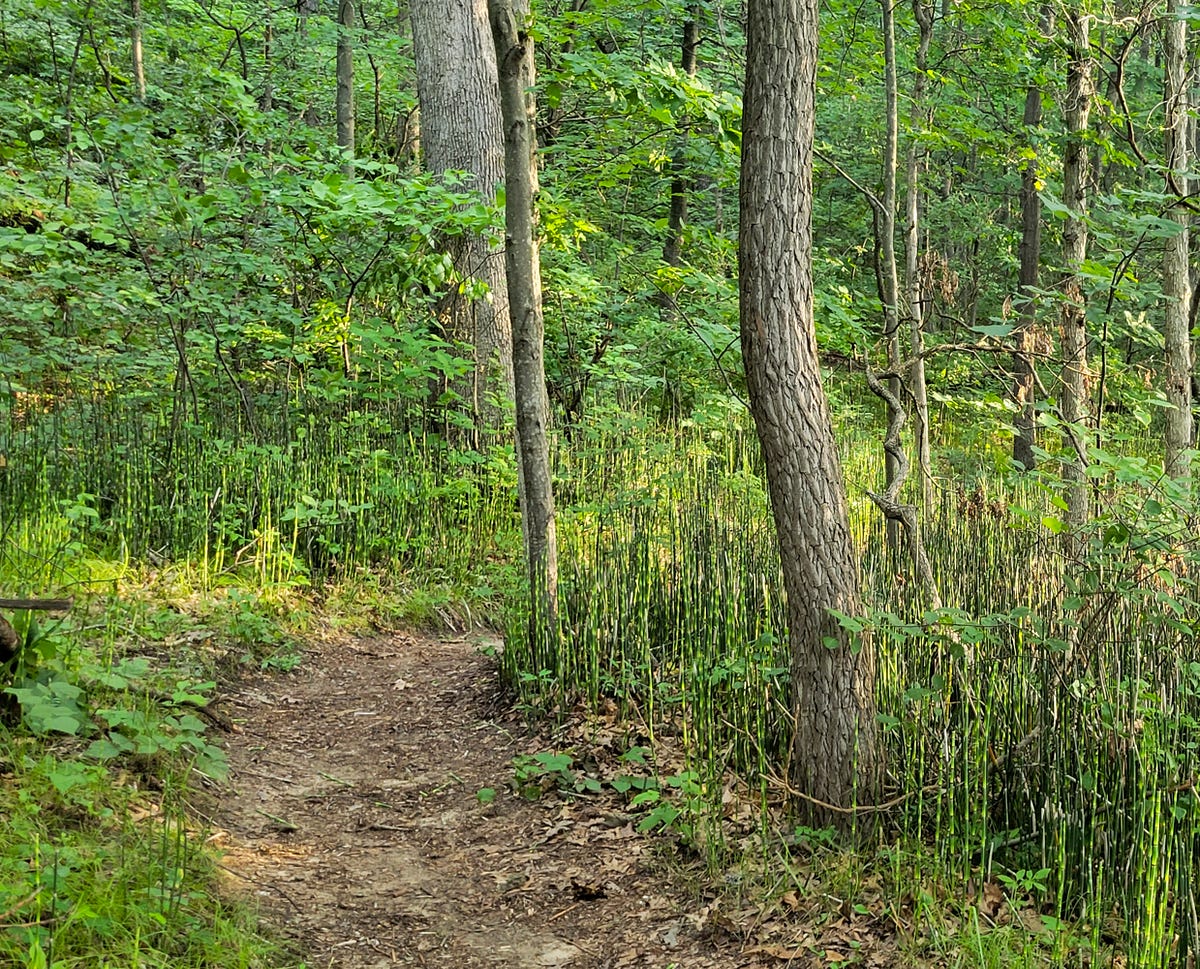 Seth Improvement - Medium