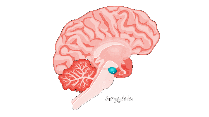 Latest stories published on Amygdala Arsenal – Medium