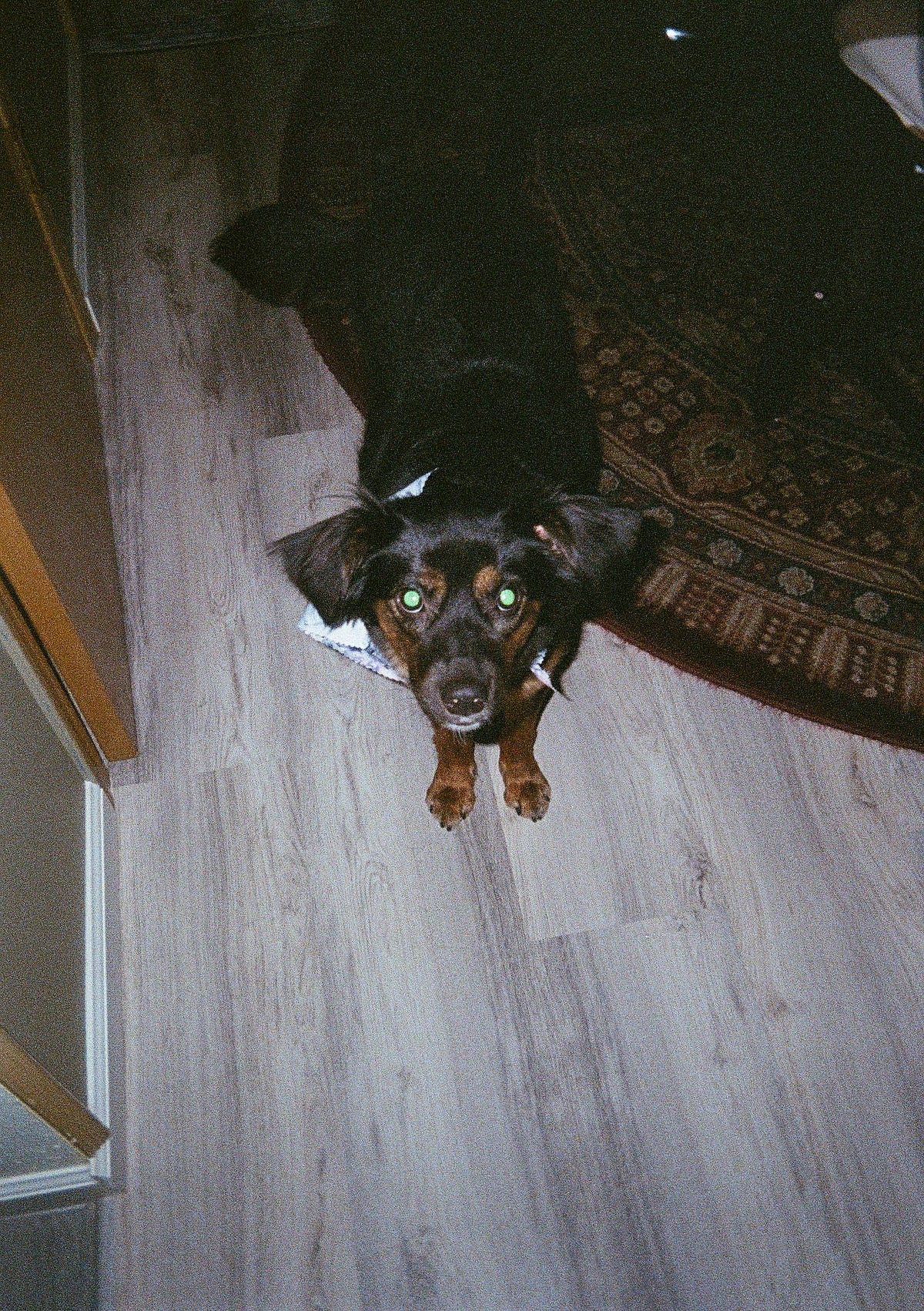Anxious Dog Reporter - Medium