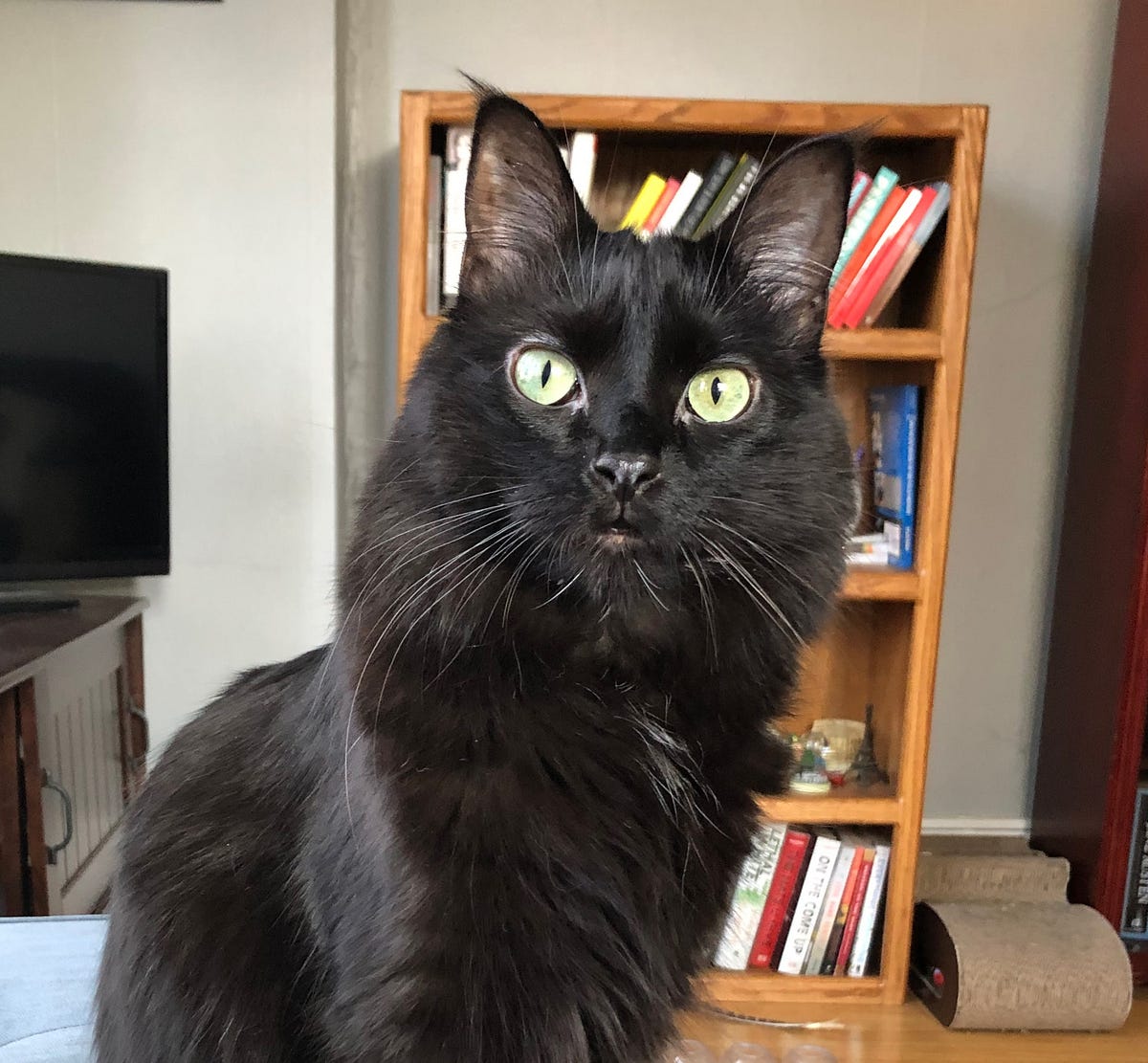 Cat Lady Guide - Medium