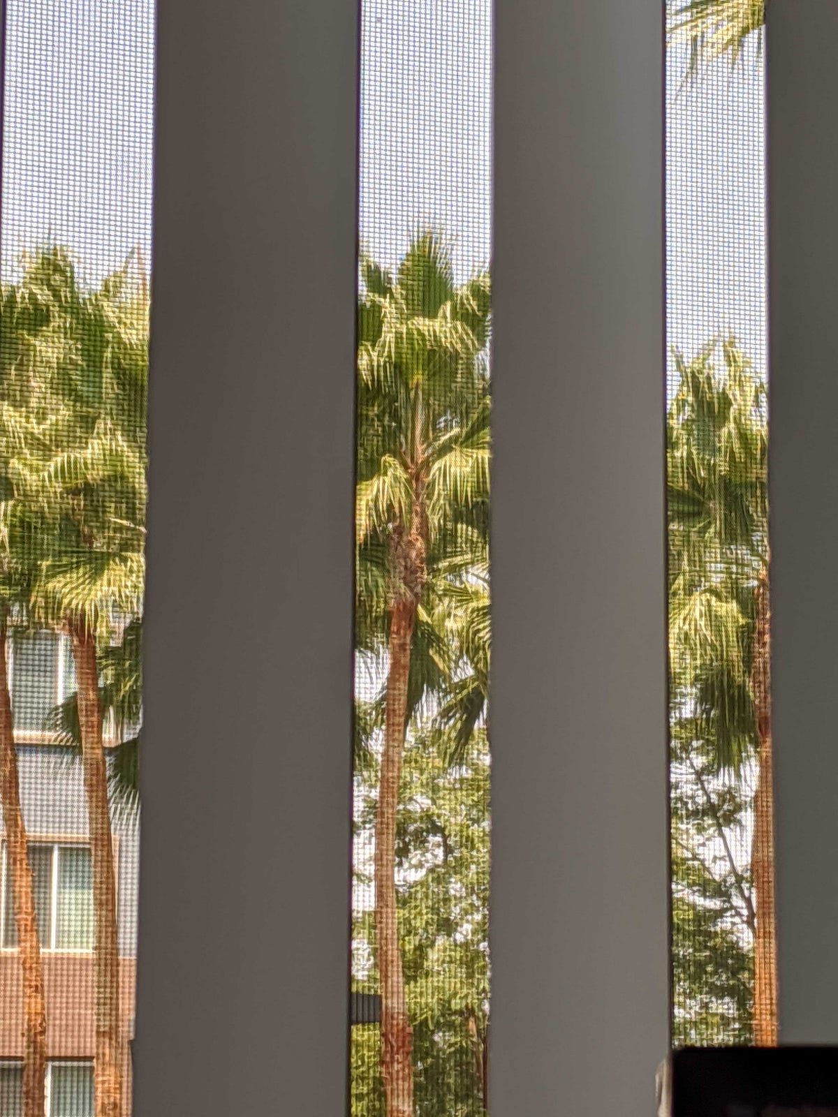 Palm Tree Window - Medium