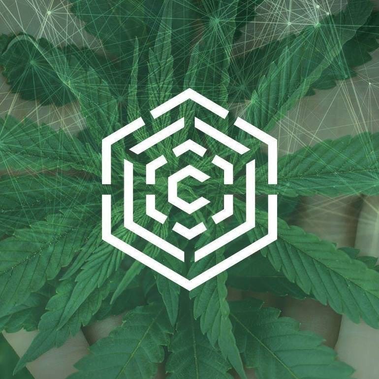 CULTA - Medium