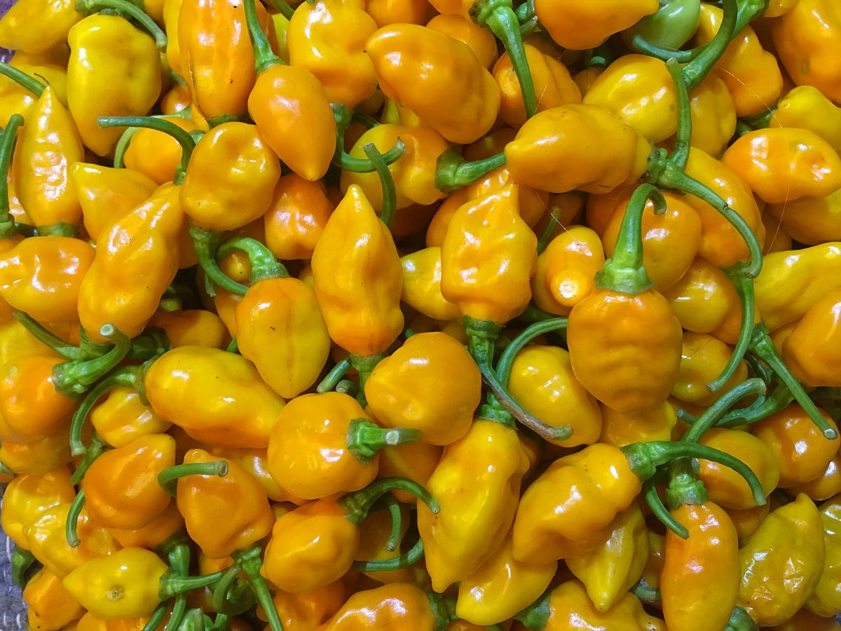 What In The World Is A Datil Pepper? - Medium