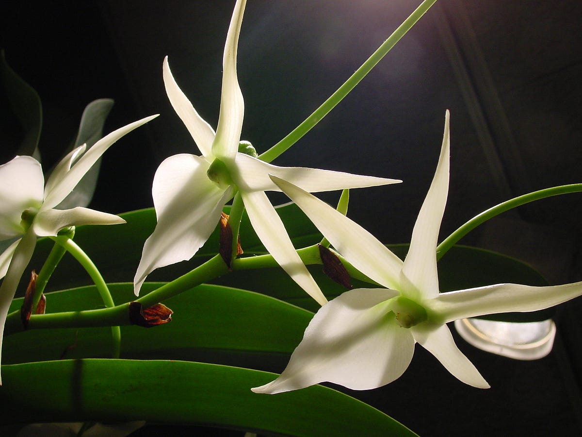 Darwin’s Orchids – Botany Thoughts – Medium