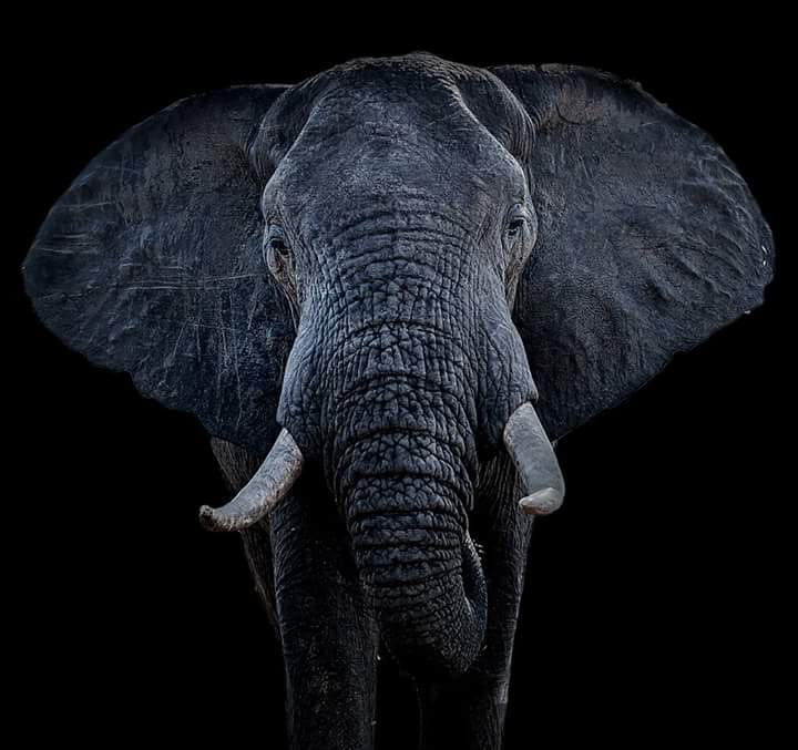 elephant – Medium