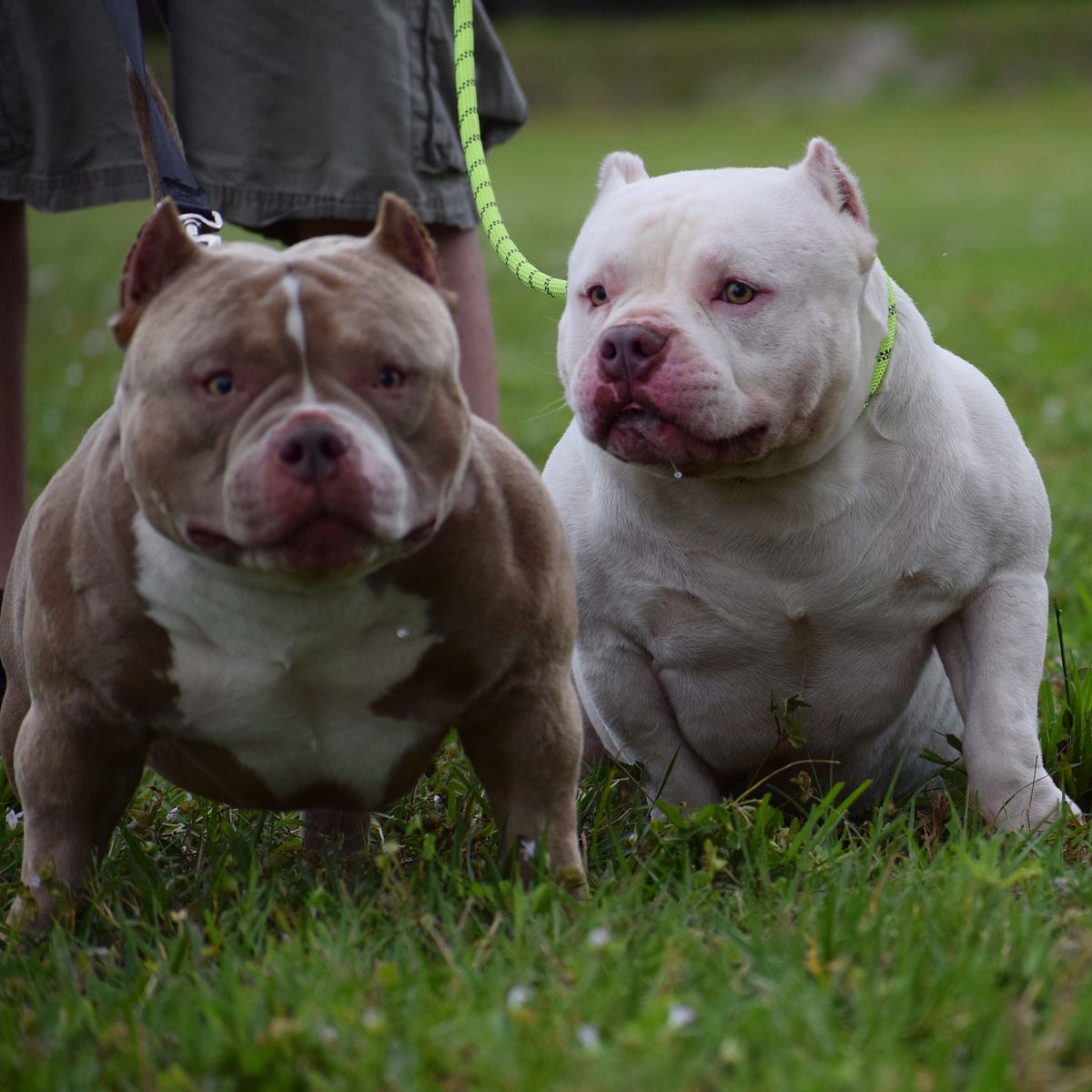 18 Tiny American Bully Extreme Puppies Image 8K Bleumoonproductions