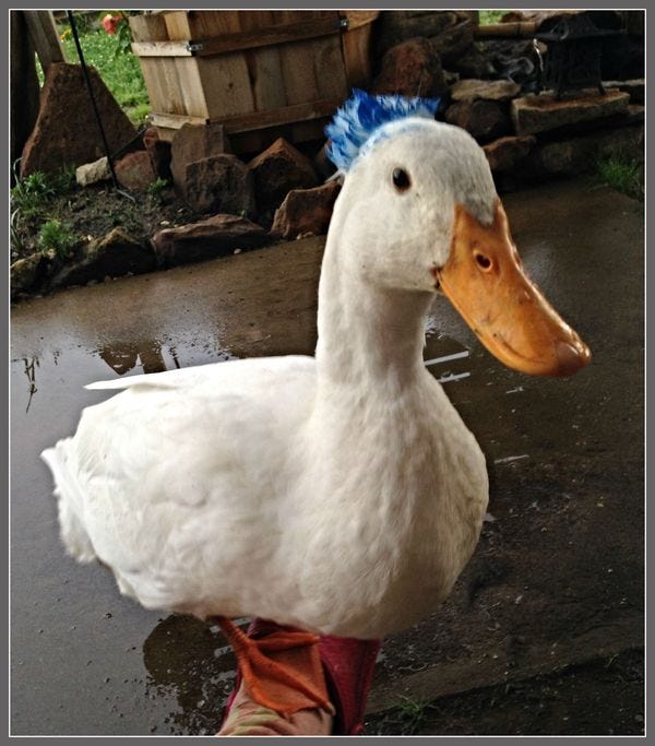 Tatlong Bibe – Francis Isberto – Medium