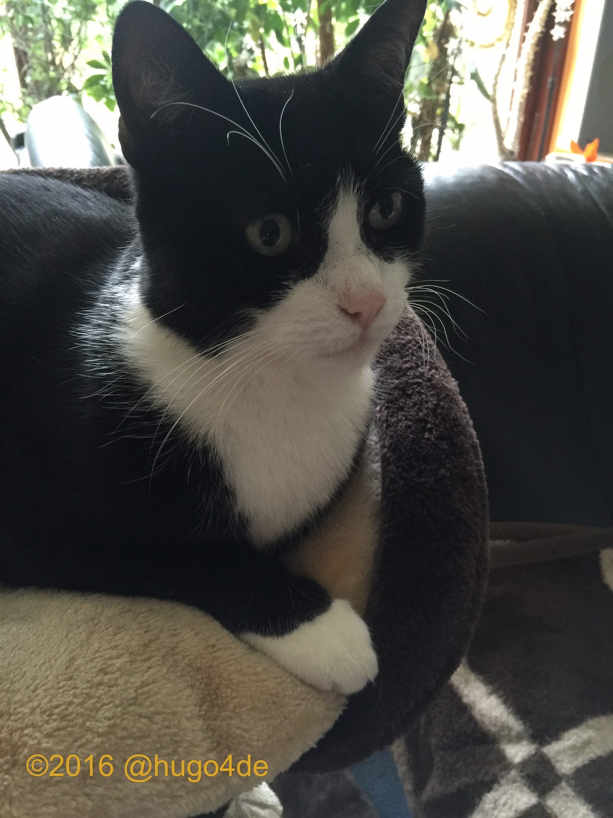 Catwire Meows Medium