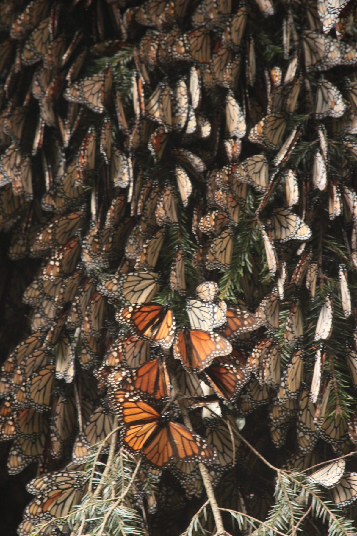 Protect the Monarch Butterfly Forest! – Invironment – Medium