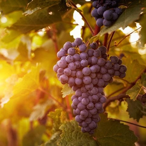 Growing Grapes :The Ultimate Guide For Planting, Growing, and ...
