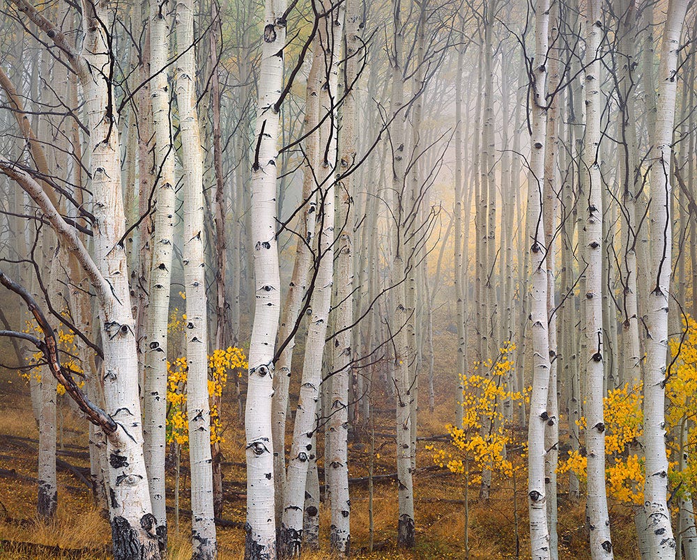 Hidden.Photography - Medium