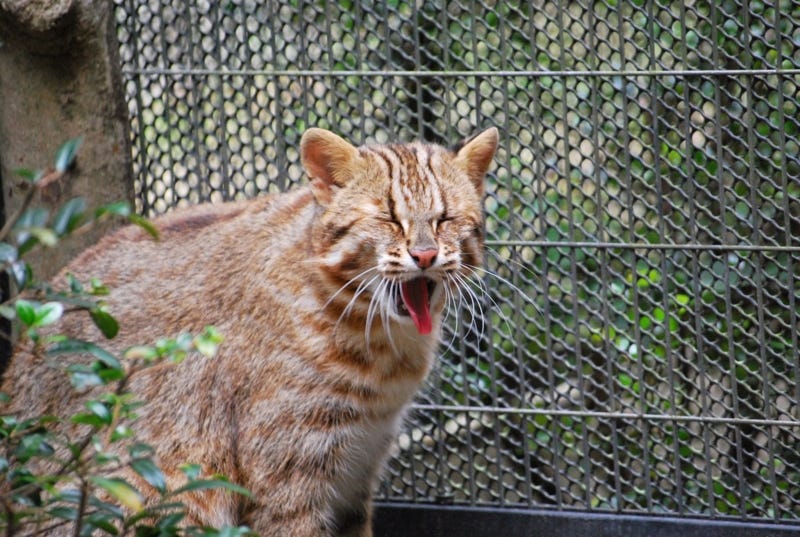 Let’s go see the Tsushima Leopard Cat! – International House – Medium