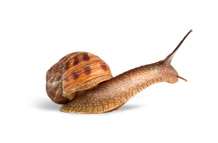 Snail Farm – Medium