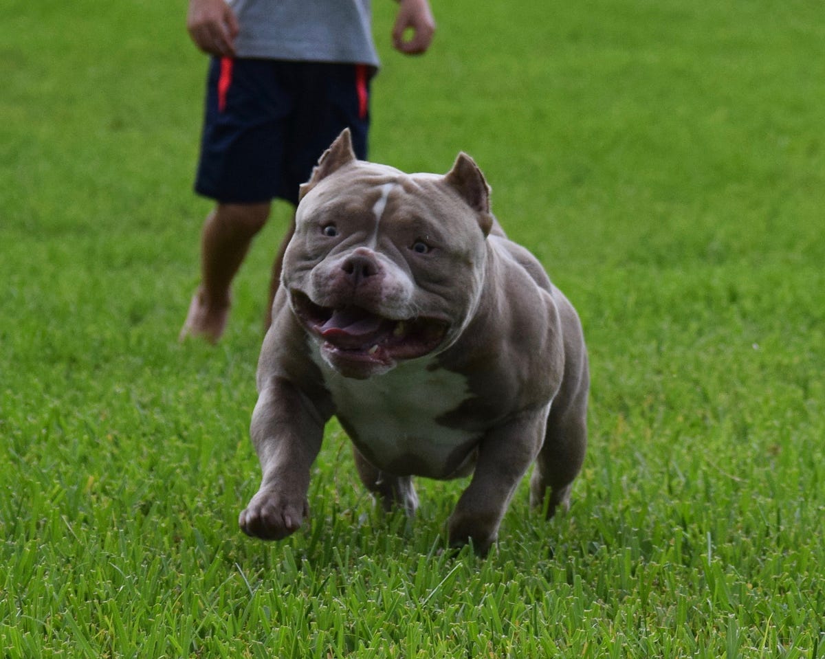 The Media Labeled Him “The 500K Bully,” The “World’s Most Famous Micro ...