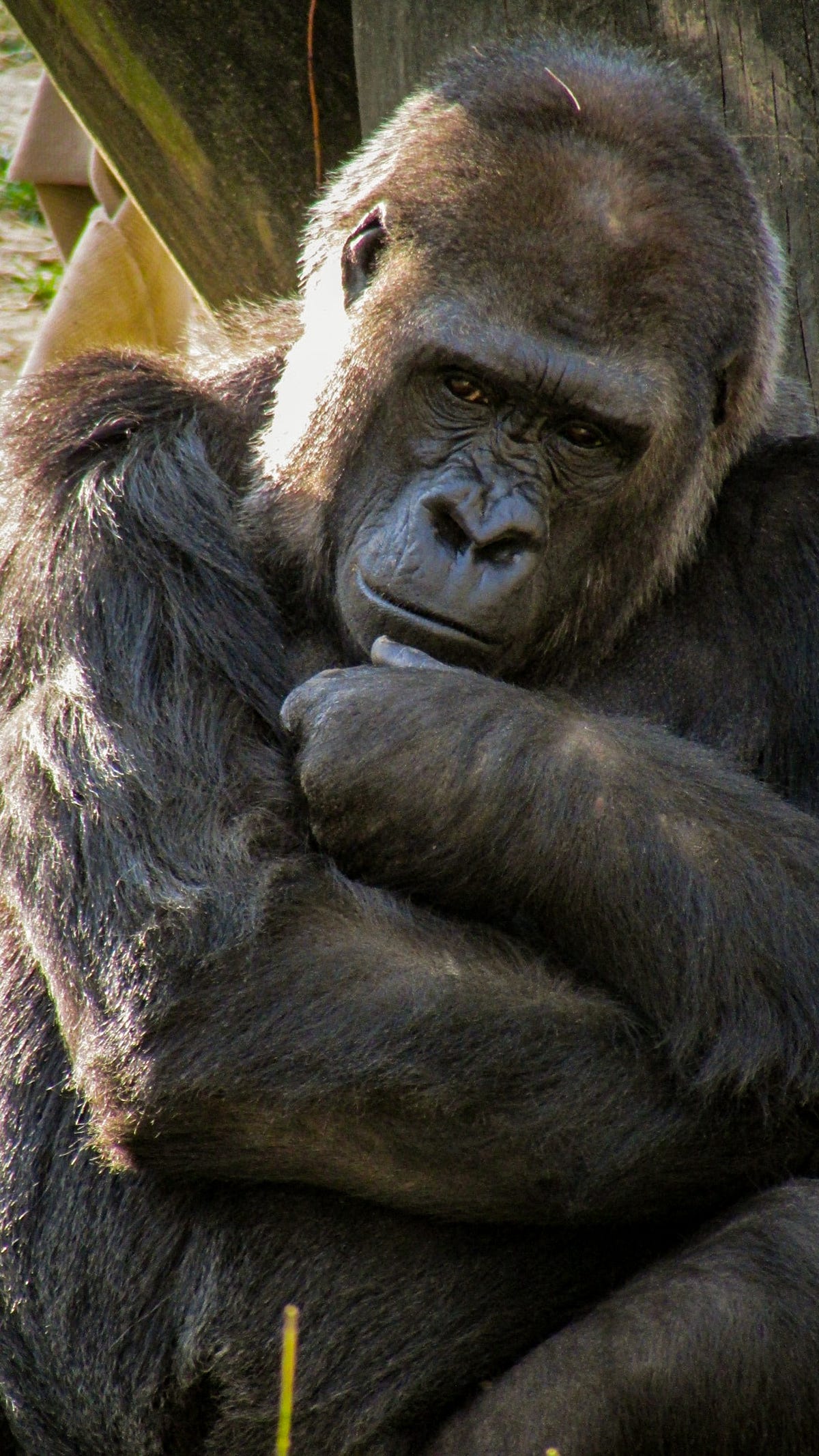 Entertaining Thoughts - Medium