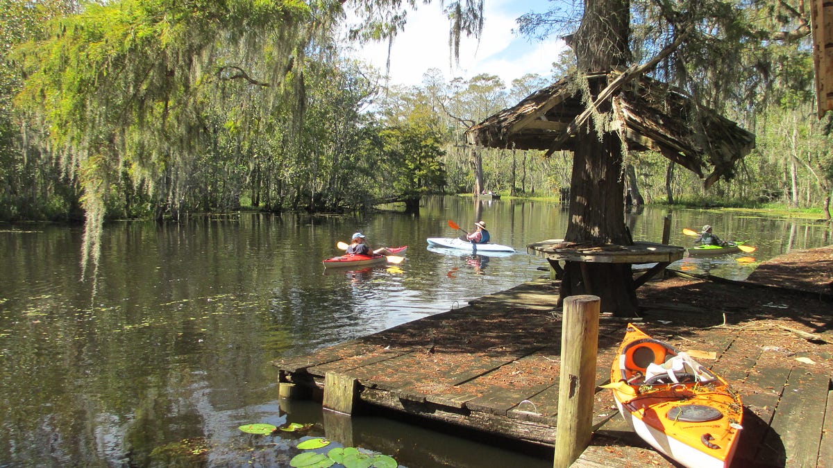 Stories from a Louisiana Bayou - Medium