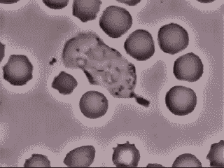 Our beautiful immune system in action – Modeling an interactive neural ...