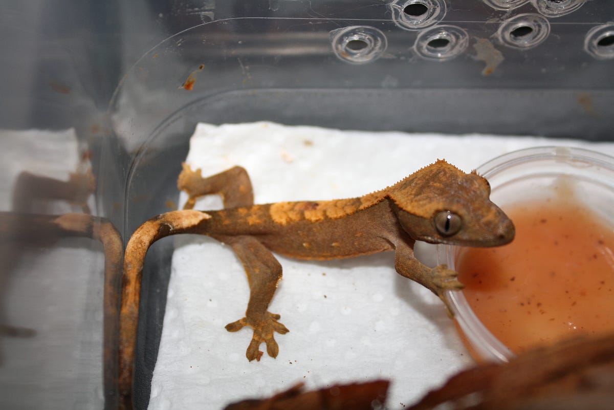 The Complete Crested Gecko Care Guide – Hunter Byrd – Medium