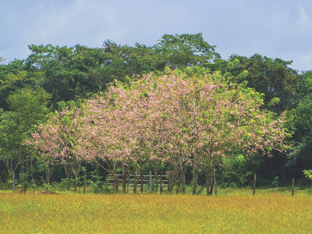 Gliricidia Sepium — Madre de Cacao: A True Natures Gift — Madre de Cacao