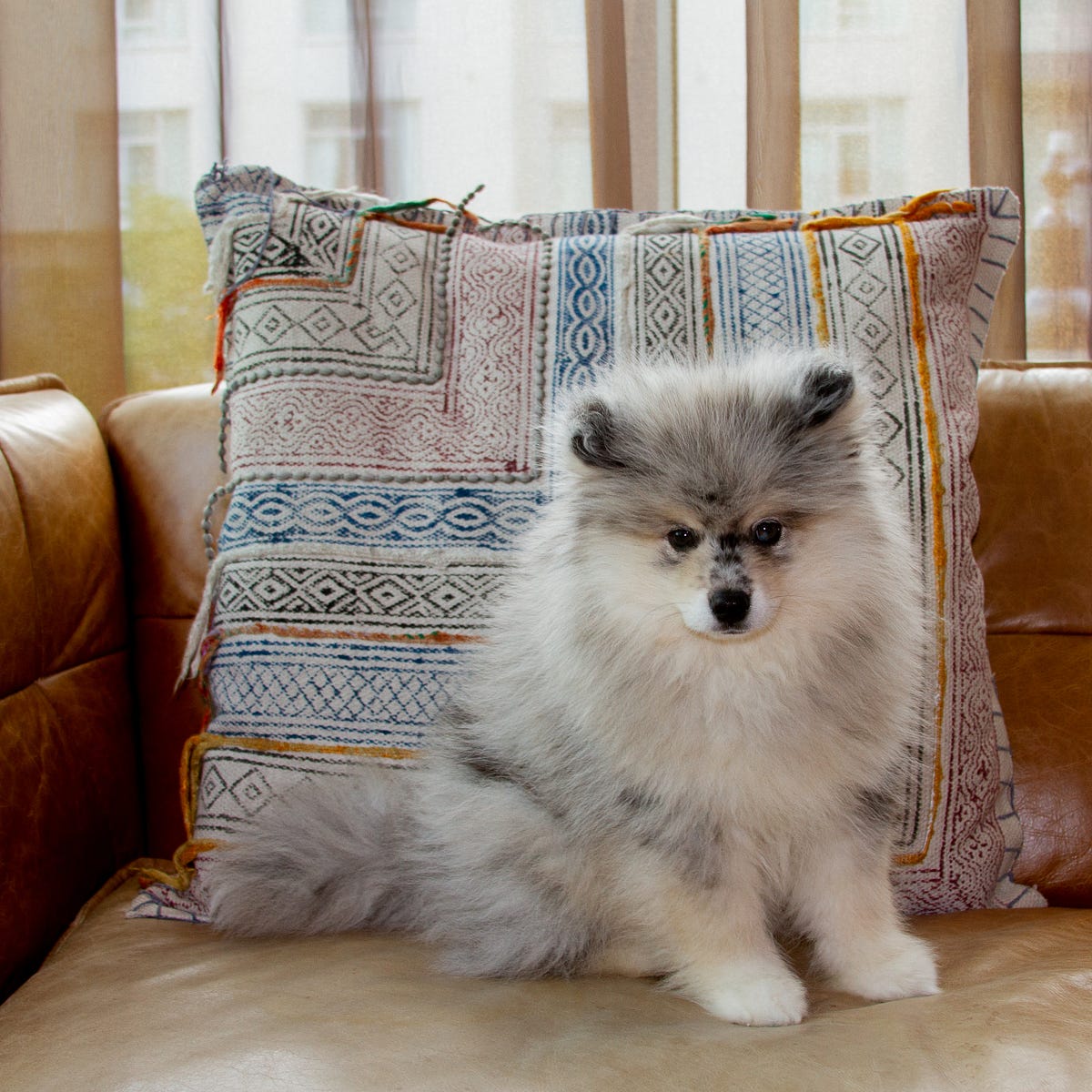 pomsky - Medium