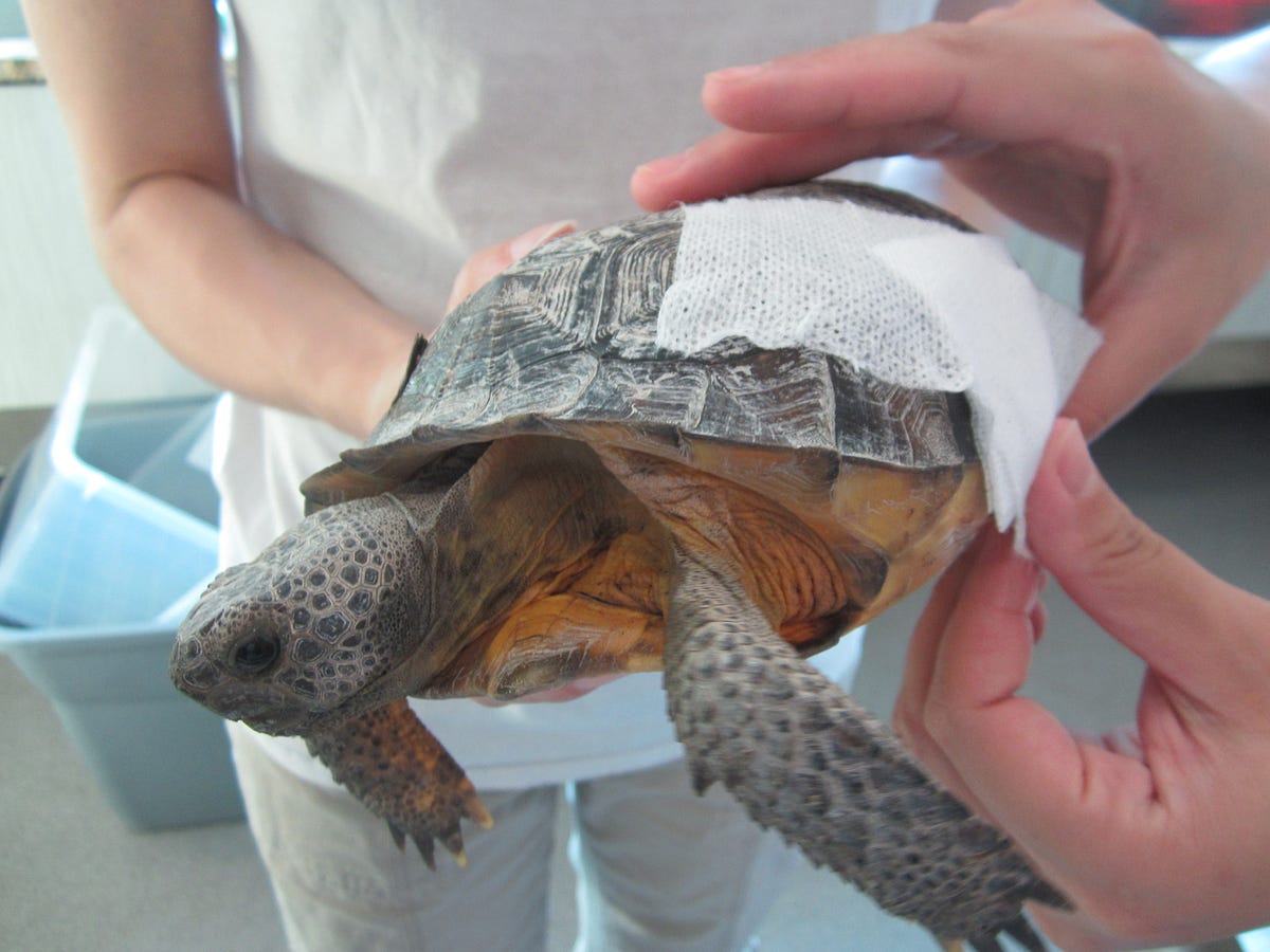 Gopher tortoise attacked by dog – A week inside the von Arx Wildlife ...