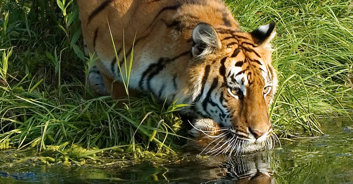 How tigers are protecting millions from impacts of climate change