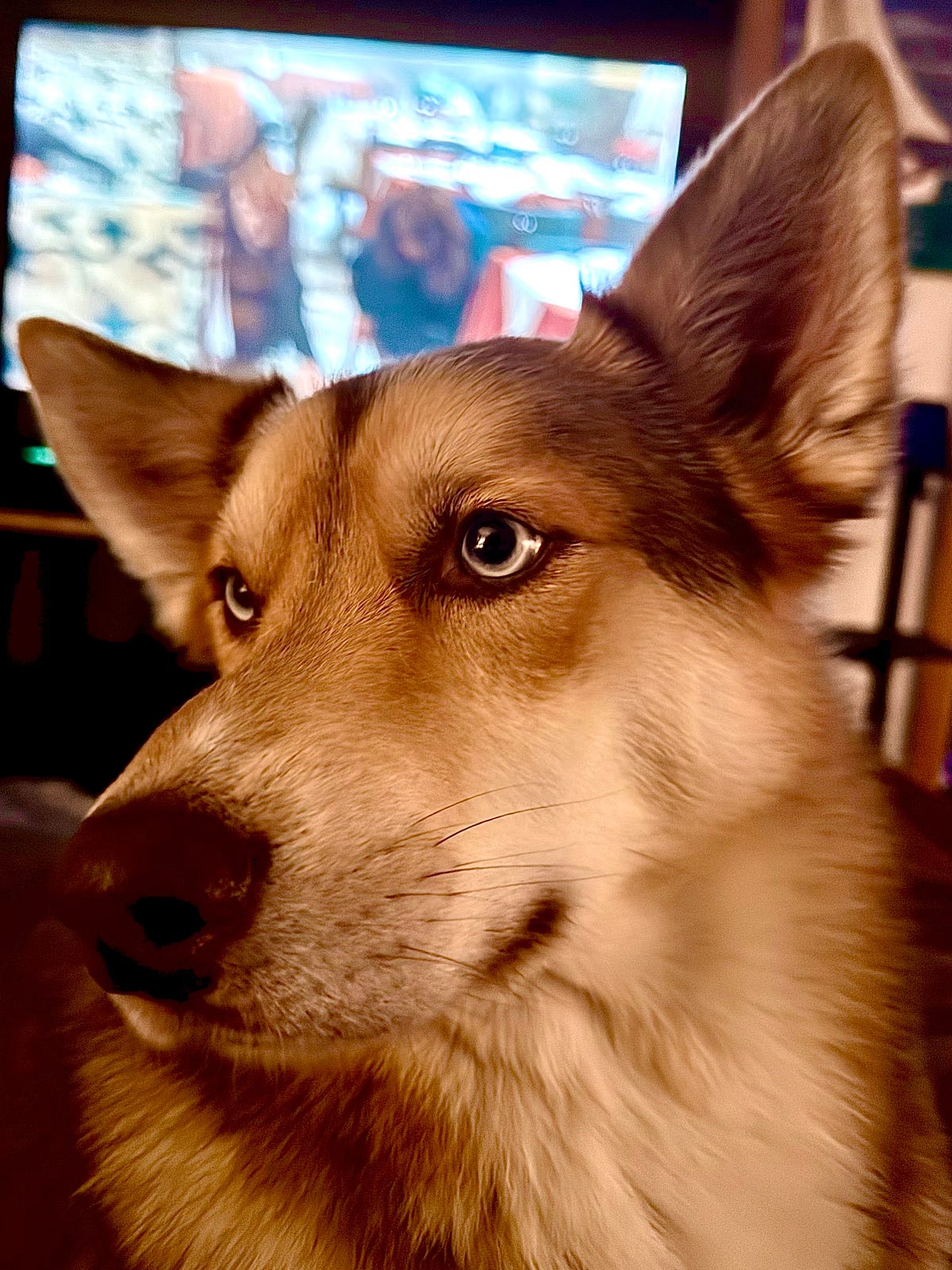 All Things Dog - Medium