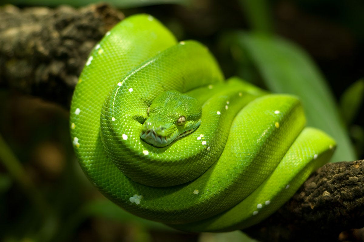 A Python Ate My GUI Cristian Medina Medium