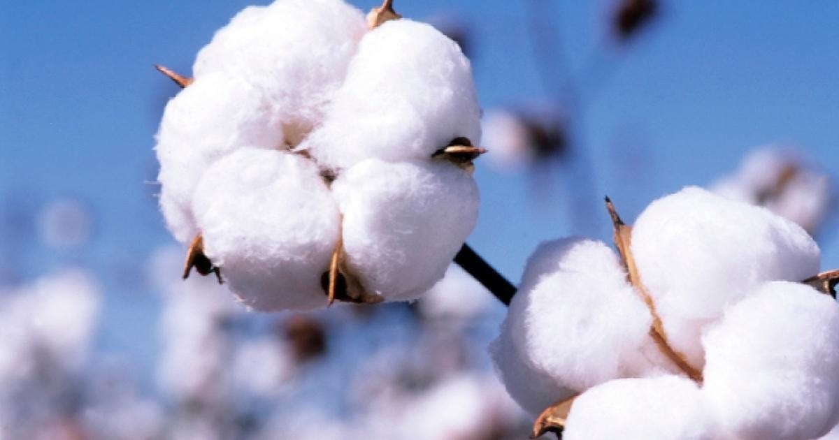 Mieux comprendre… le coton – Eliza Dit… – Medium