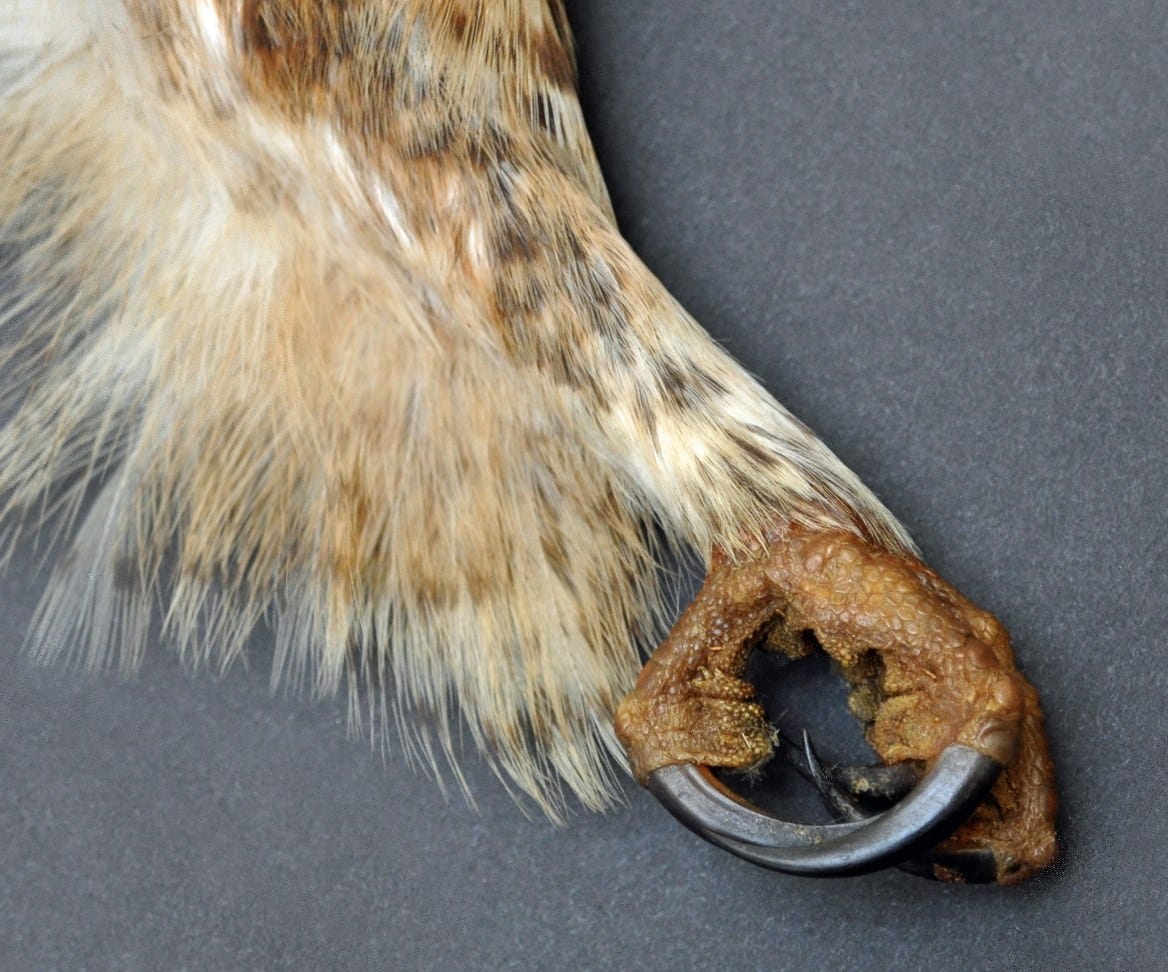 Rough-legged Hawks and Feathered Feet – Updates from the U.S. Fish and ...