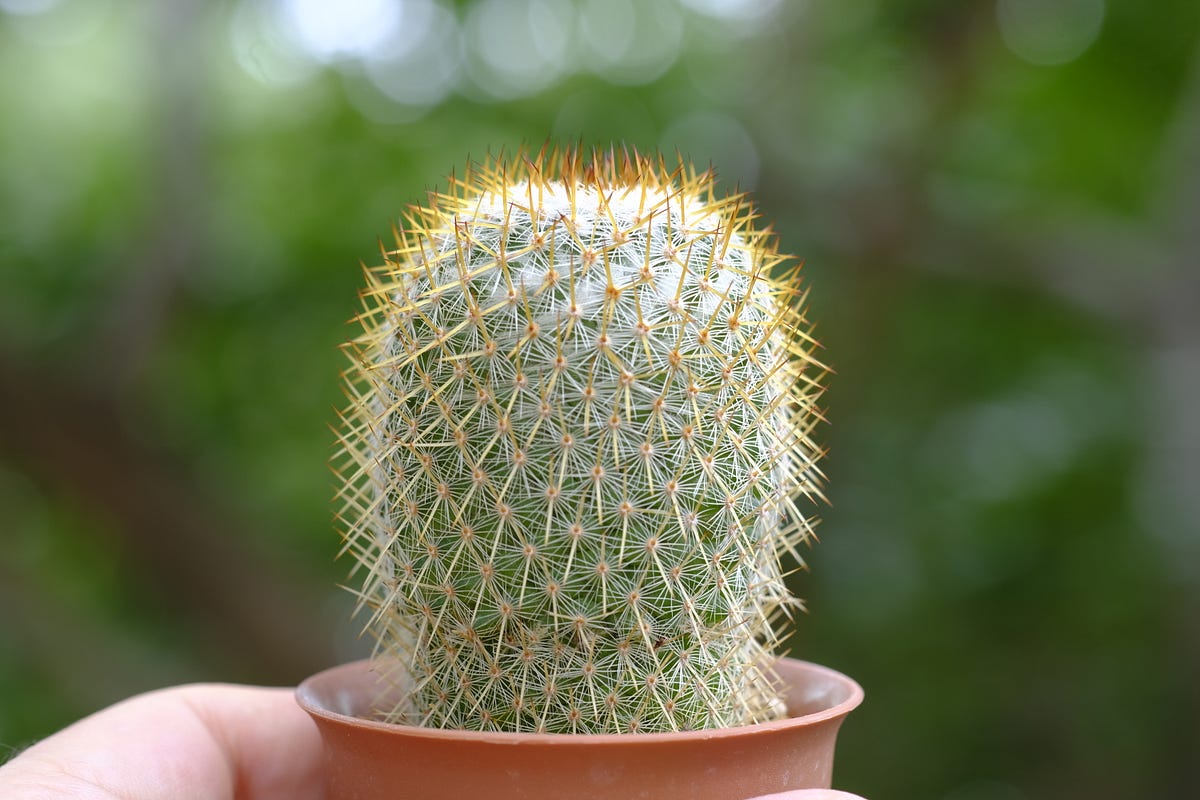DIY Cactus&Succulent - Medium
