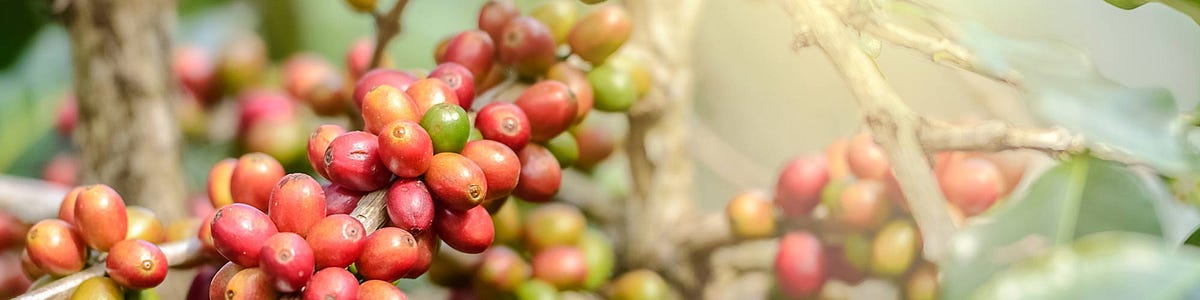 Infographic: Periodic Table of Coffee Varieties or Cultivars