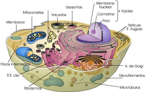 Y tú.. ¿Ya sabes cuales son las partes de la célula?
