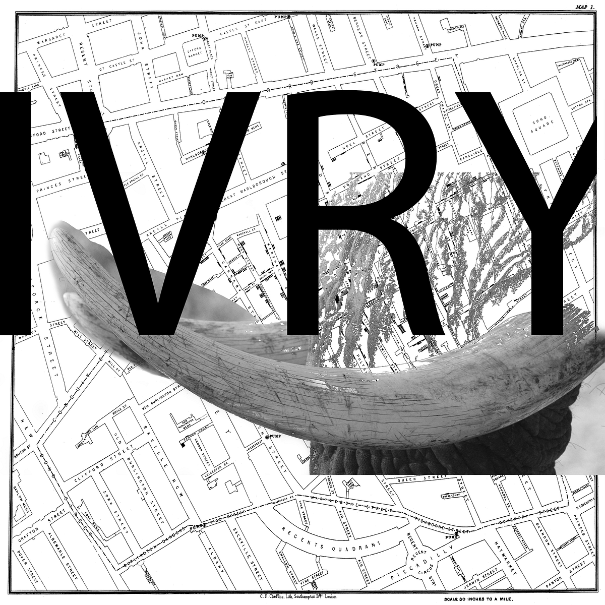 IVORY – Medium