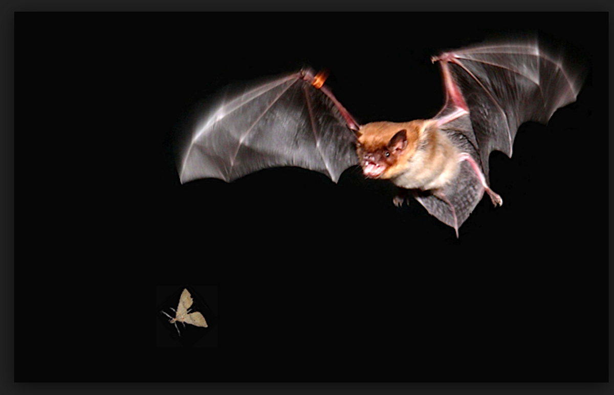 The Indiana Bat – Savannah Starkey – Medium