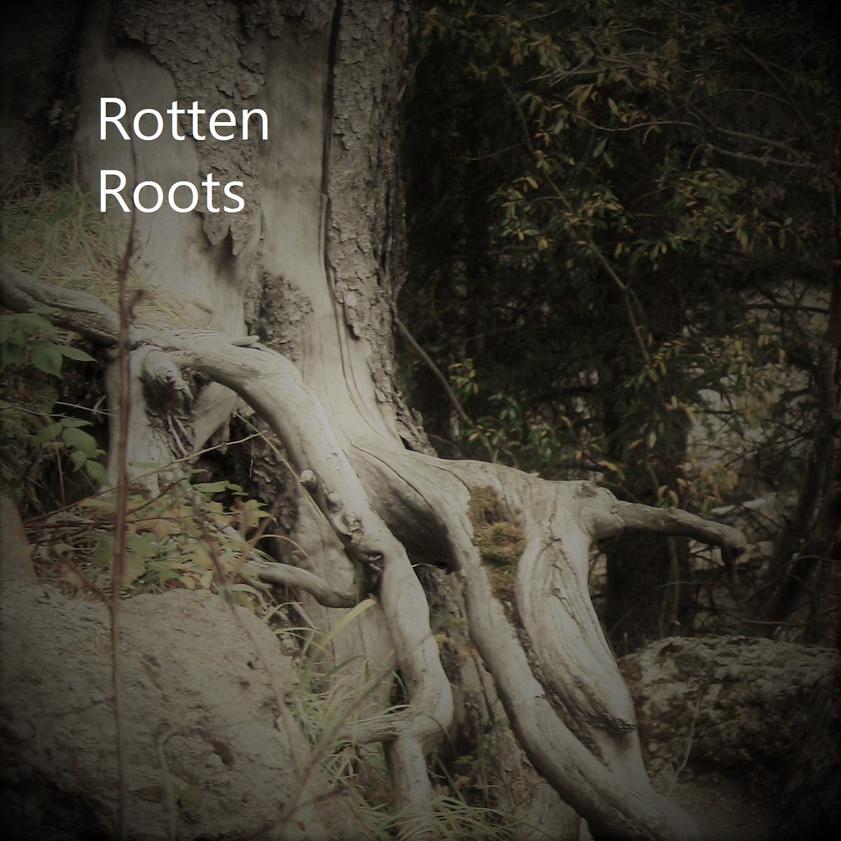 Mental Health – Rotten Roots – Medium