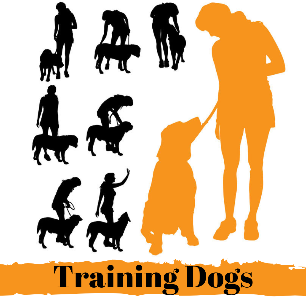 Training Dogs Should Be a Positive Experience - Medium