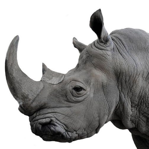 Trending stories published on 犀曌 （Rhino Shine） – Medium