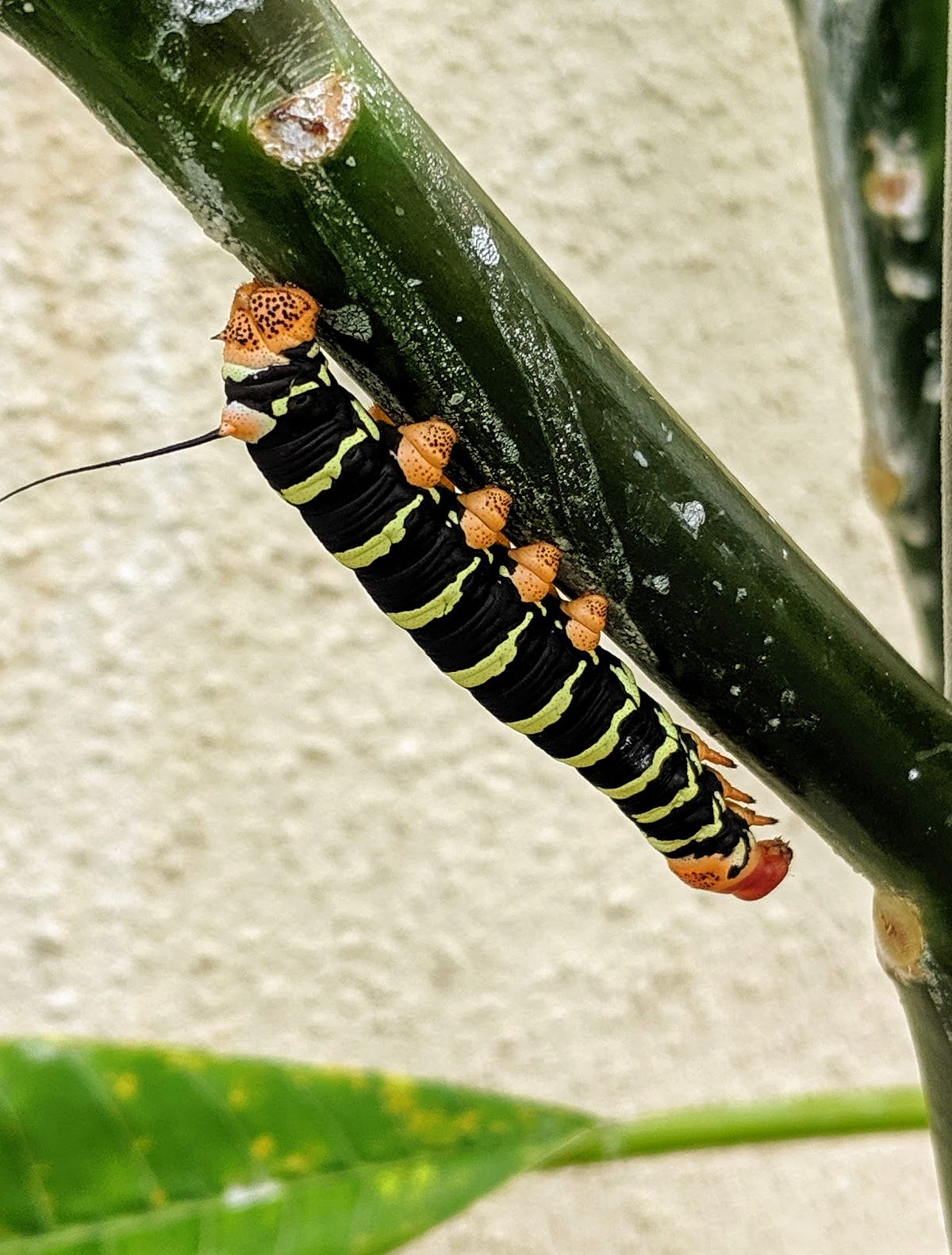 Metamorphosis - Medium