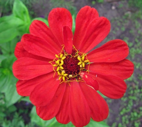 A Resisting Lonely Red Flower - Medium