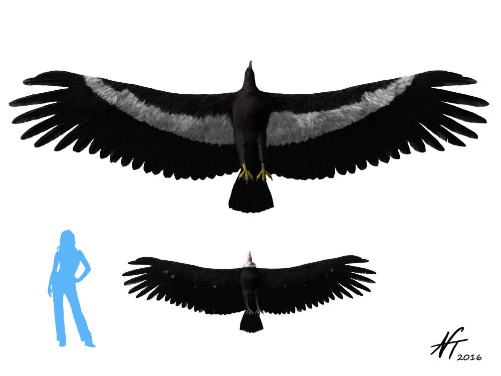 How Dragons Fly: When Biology Trumps Physics – Applaudience – Medium