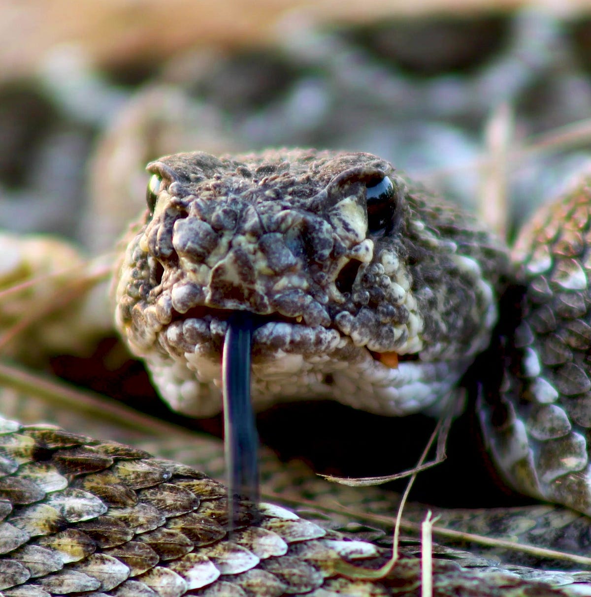 Texas Critters - Medium