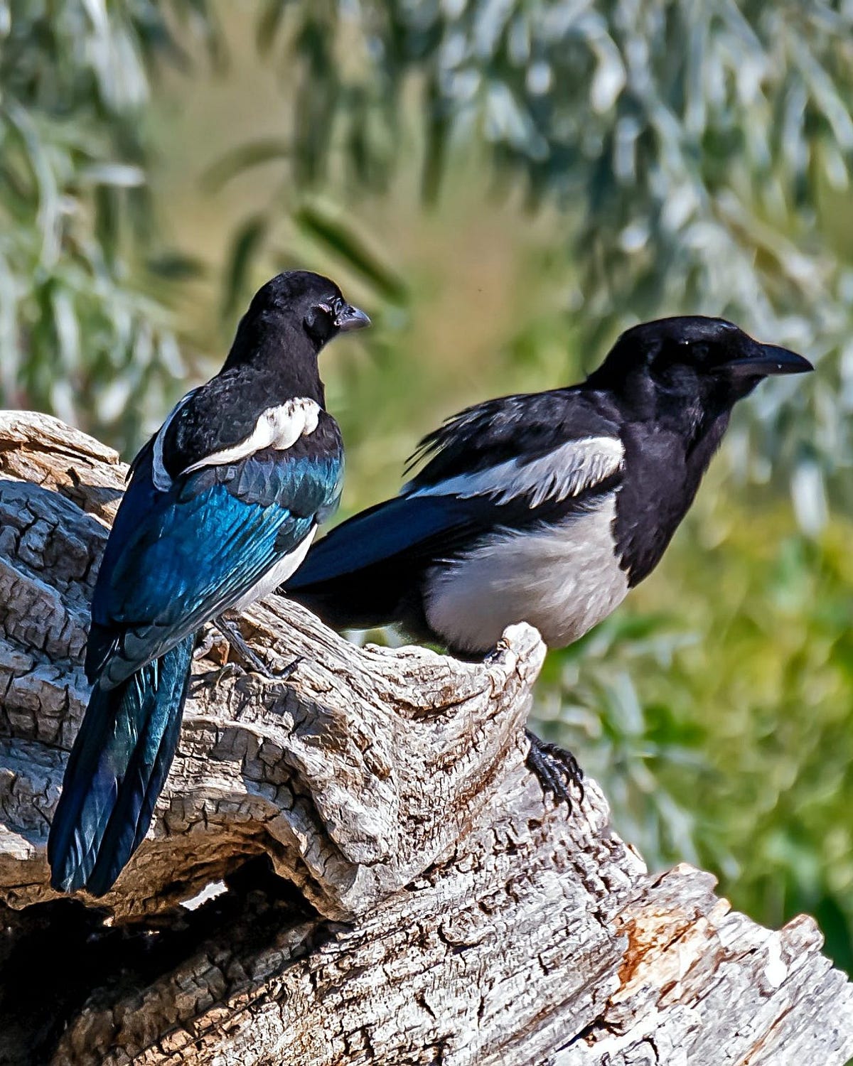 The Magpie - Medium