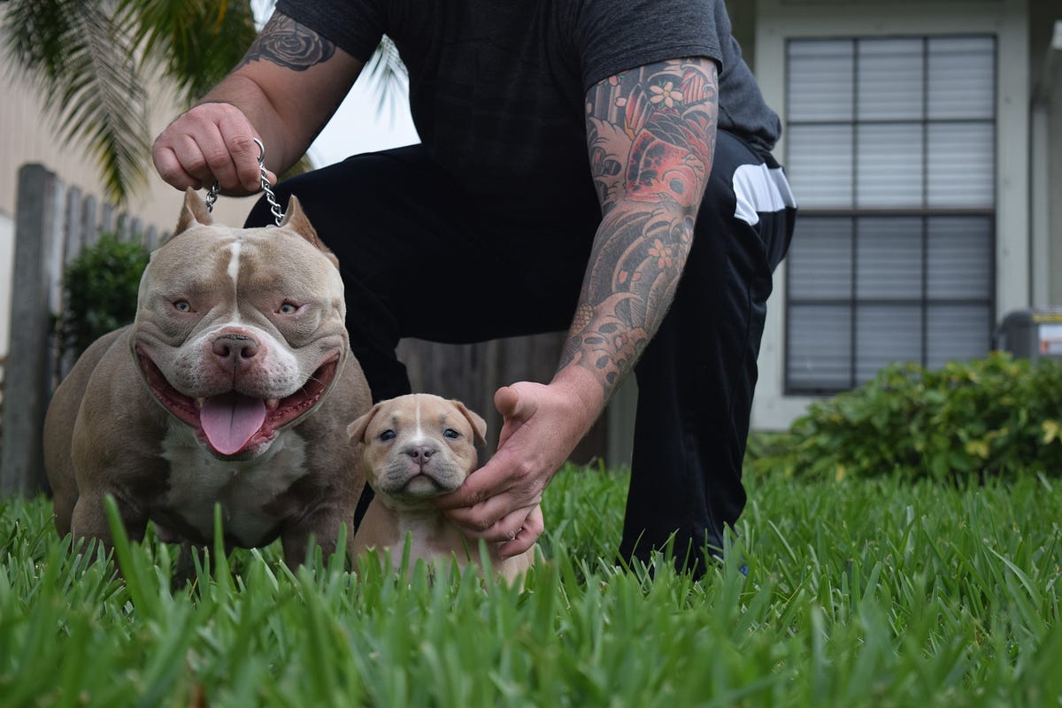 2017 Official BULLY KING Magazine Mascot Louis V Line’s VENOM