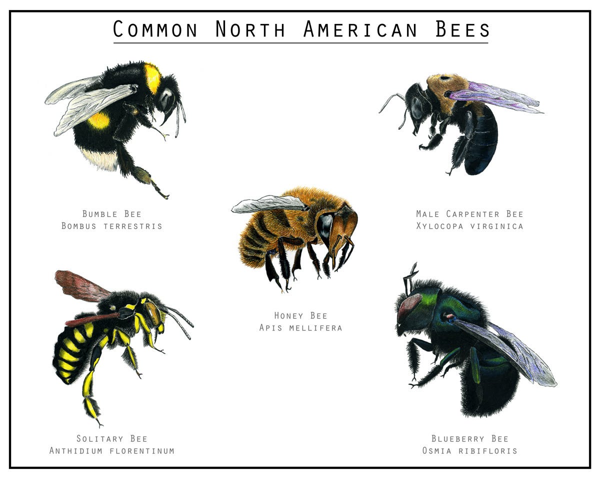Help Bring Bees and Butterflies Back — hplcco.org – HPLCCO Organization ...