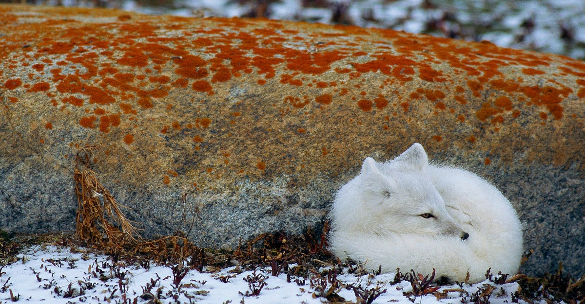 Fox and Moon - Medium