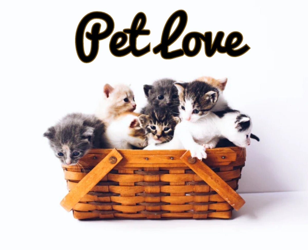 Pet Love - Medium