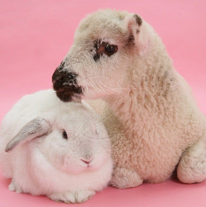 Sheepy and Bunny are Friends - Medium