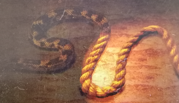 The Rope Snake Publications – Medium