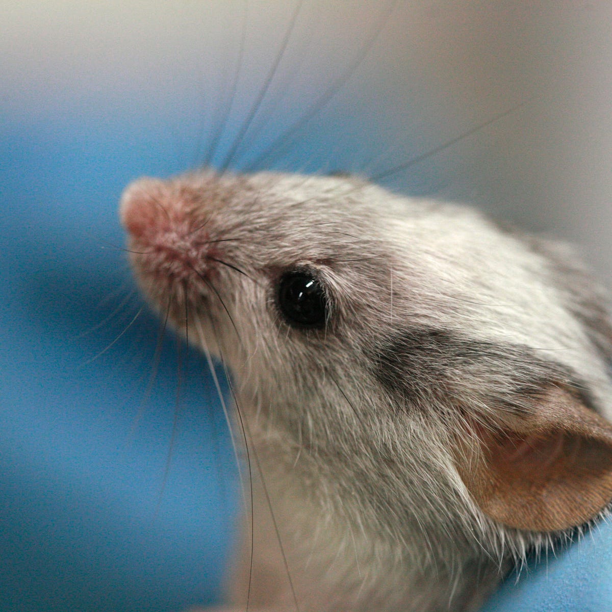 Sniffing out the nerves in the nose – Brains and Behaviour – Medium